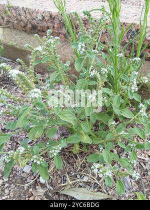 European heliotrope (Heliotropium europaeum) Plantae Stock Photo - Alamy