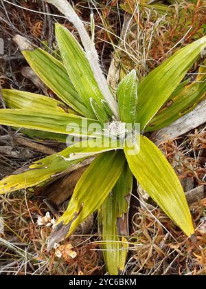 Cotton daisy (Celmisia spectabilis) Plantae Stock Photo - Alamy