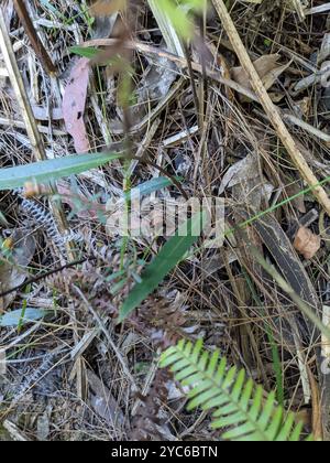 bonnet orchid (Cryptostylis erecta), Plantae, New South Wales, AU, Spot ...