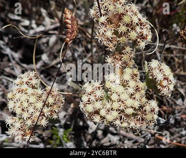 Spiral Everlasting (Helichrysum spiralepis) Plantae Stock Photo - Alamy