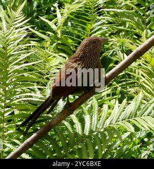 Madagascar Coucal (Centropus toulou) Aves Stock Photo - Alamy