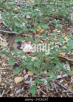 European heliotrope (Heliotropium europaeum) Plantae Stock Photo - Alamy