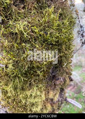 shingle moss (Neckera pennata) Plantae Stock Photo - Alamy
