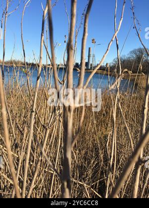 marsh elder (Iva frutescens) Plantae Stock Photo - Alamy