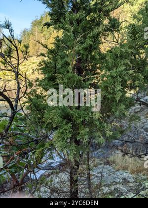 Seaside Juniper (Juniperus maritima) Plantae Stock Photo - Alamy