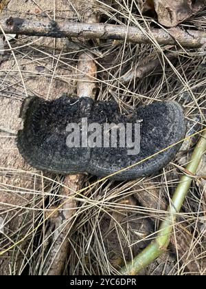 Hairy Hexagonia (Hexagonia hydnoides) Fungi Stock Photo - Alamy