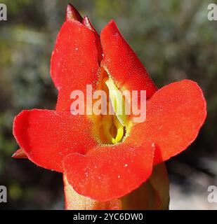 Scarlet Inkflower (Harveya bolusii) Plantae Stock Photo - Alamy