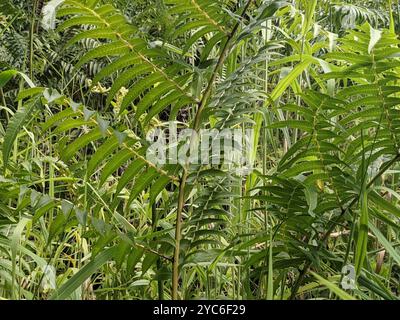 Vegetable Fern (Diplazium esculentum) Plantae Stock Photo - Alamy