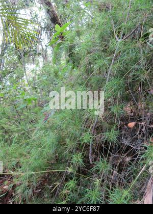 (Nastus aristatus) Plantae Stock Photo - Alamy