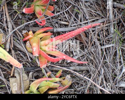 (Crassula capitella thyrsiflora) Plantae Stock Photo - Alamy