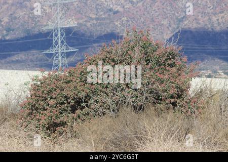 sugar bush (Rhus ovata) Plantae Stock Photo - Alamy