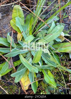 Pineland Daisy (Chaptalia tomentosa) Plantae Stock Photo - Alamy