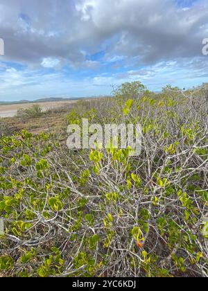 yellow mangroves (Ceriops) Plantae Stock Photo - Alamy