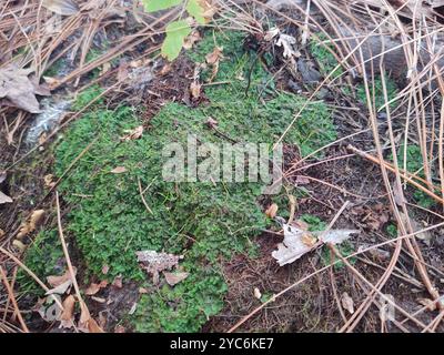 Carolina hornwort (Phaeoceros carolinianus), Plantae, Torreya State ...