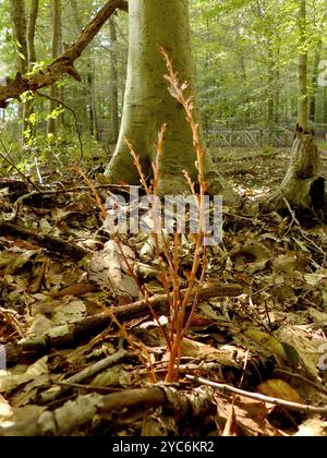 Beechdrops (Epifagus virginiana) Plantae Stock Photo - Alamy