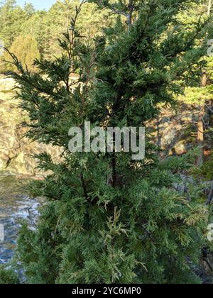 Seaside Juniper (Juniperus maritima) Plantae Stock Photo - Alamy