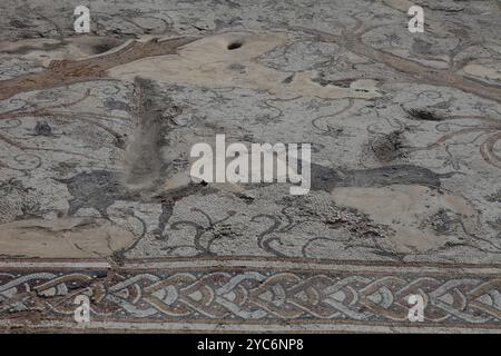 Ibexes Mosaic Hall, mosaic floor from the Byzantine era with diagonally ...