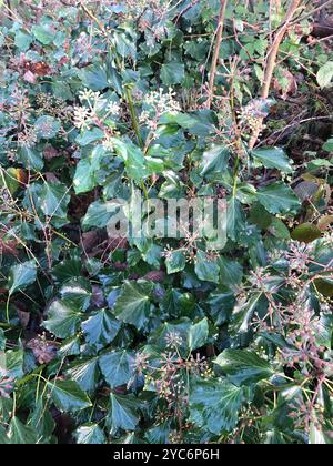 Atlantic Ivy (Hedera hibernica) Plantae Stock Photo - Alamy