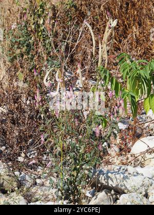 Quail Grass (Celosia argentea) Plantae Stock Photo - Alamy