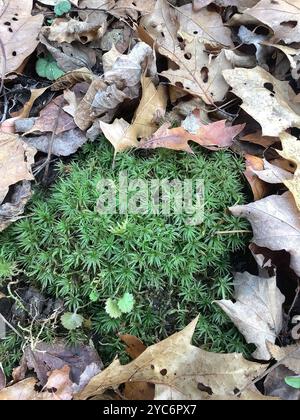 Smoothcap Mosses (Atrichum) Plantae Stock Photo - Alamy