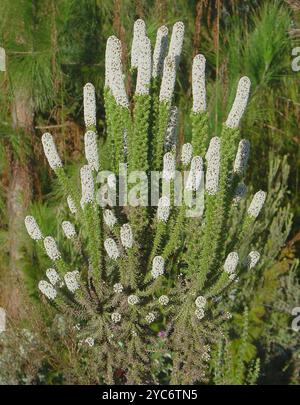 Foxy Slangbos (Stoebe alopecuroides) Plantae Stock Photo - Alamy