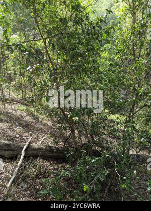 Orange Boxwood (Denhamia celastroides) Plantae Stock Photo - Alamy