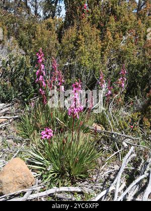 Triggerplants (Stylidium) Plantae Stock Photo - Alamy