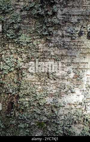 birch tree trunk textured background pattern. sunlit summer scene in forest with green ...