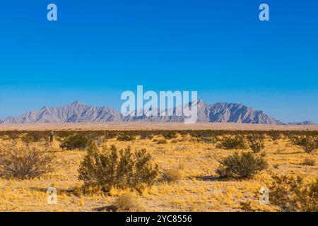 valley of grassland, dry scrubland among other desert vegetation around ...