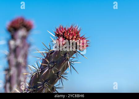 A greeny, spiny plants blooming along the trail of Catalina State Park ...