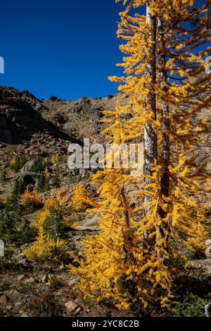 Deciduous larch trees glow yellow among green evergreen fir trees in a ...