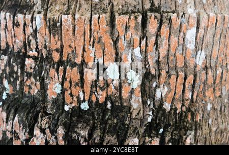 Bark of a tree at Paradise Tobacco Caye Resort on Tobacco Caye, Belize ...