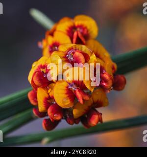 narrow-leaf bitter-pea (Daviesia leptophylla Stock Photo - Alamy