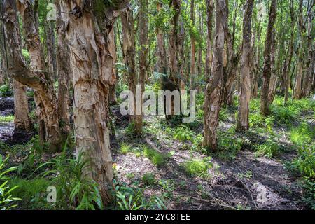 Paper Bark tree, Paper bark tree (Melaleuca quinquenervia), Black River ...