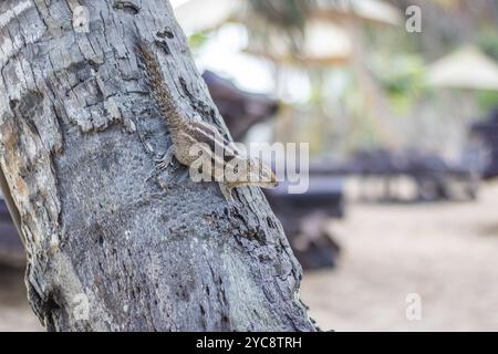 Chipmunks on the beach. Animals in Induruwa, Bentota Beach, Sri Lanka ...
