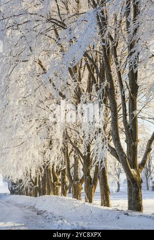 Treeline at a snowy country road in sunset light Stock Photo - Alamy