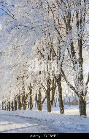 Winter countryroad with a treeline Stock Photo - Alamy