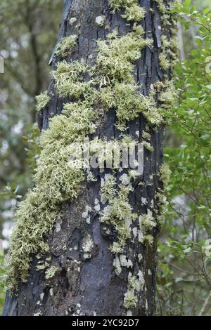Pine trunk with moss and lichens in a coniferous forest Stock Photo - Alamy