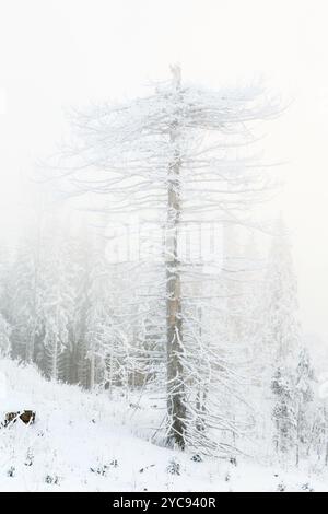 Old tree snag in a winter forest Stock Photo - Alamy