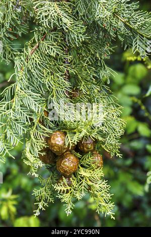 Cones of the Mediterranean cypress (cone of cypressus sempenirens Stock ...