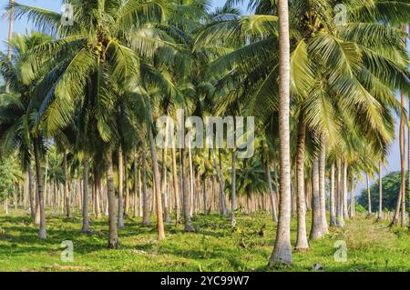 Coconut palm tree plantation, Espiritu Santo, Vanuatu, Oceania Stock ...
