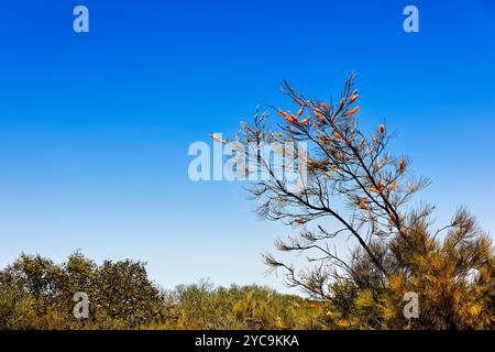 Australian Native Christmas tree (Nuytsia floribunda) Grass trees ...