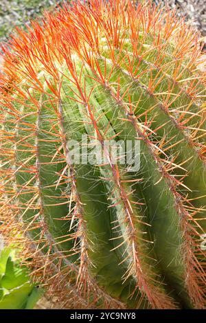 Cactus tree in Ayia Napa Sculpture Park Stock Photo - Alamy