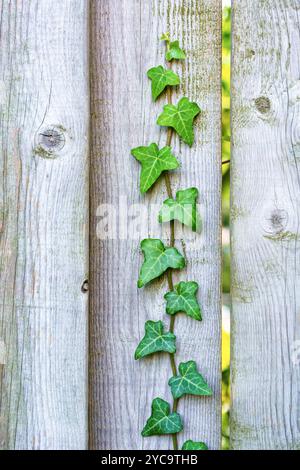 Ivy plant on wooden fence in vintage style Stock Photo - Alamy