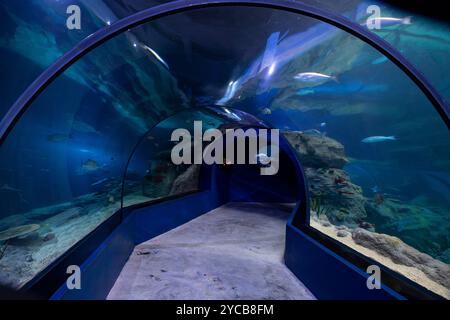 Exhibition room, aquarium, Odysseo Oceanarium Mauritius, show aquarium ...