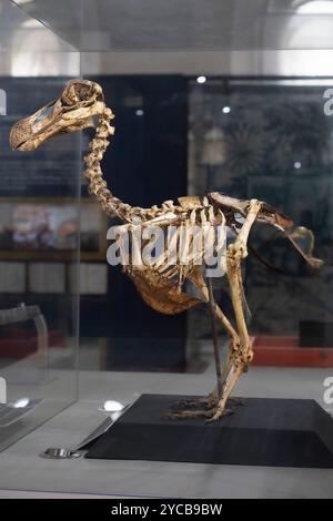Dodo or Dronte, less commonly Doudo or Dudu (Raphus cucullatus ...