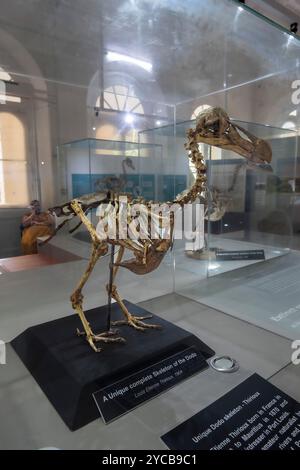 Dodo or Dronte, less commonly Doudo or Dudu (Raphus cucullatus ...