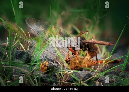wasp killing a dragonfly Stock Photo - Alamy