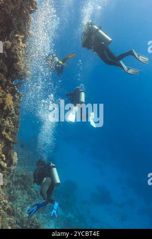 A group of divers explores the beautiful coral reefs in the Red Sea ...