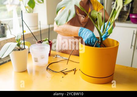 A person wearing gloves pours organic waste, including eggshells and ...